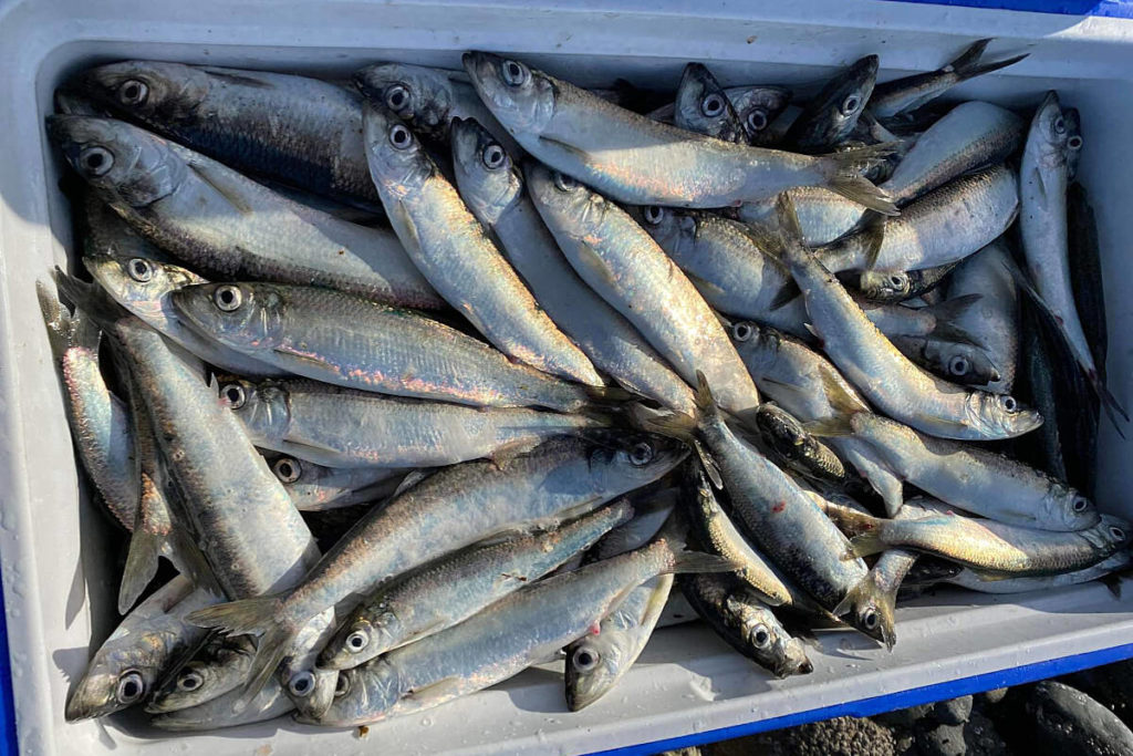 Fishing for herring is all about timing and tides – Campbell River ...