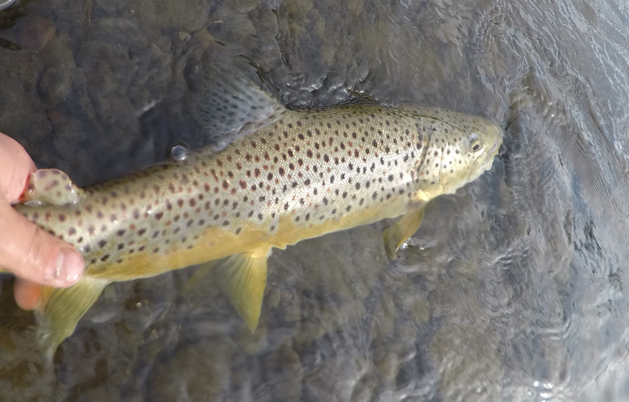 Mayflies Across America: The Adirondacks - Xpert Fly Fisher