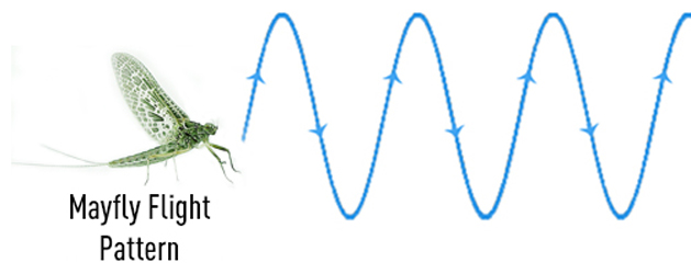 Pro Tips: How to Match the Hatch by Observing Flight Patterns - Xpert ...