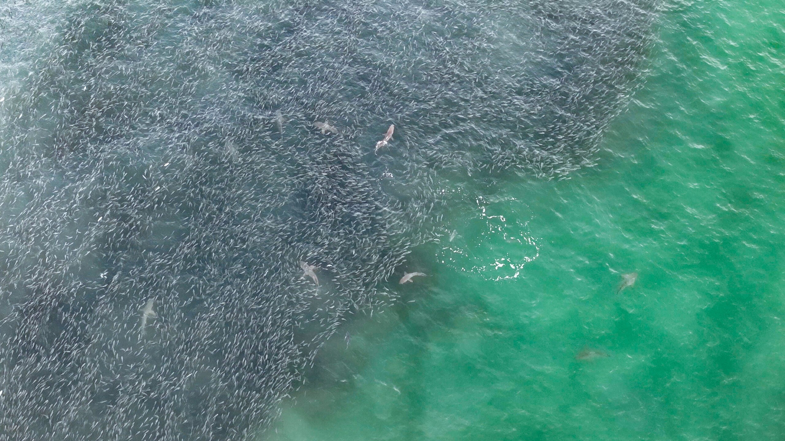 Watch: Blacktip Shark Feeding Frenzy of Florida Mullet - Xpert Fly Fisher