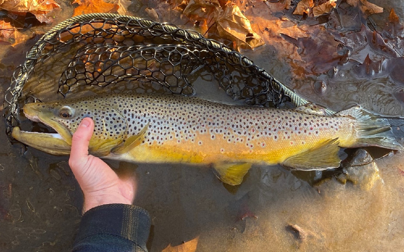 Why You Should Take a Trip to the South Fork Holston River at the ...