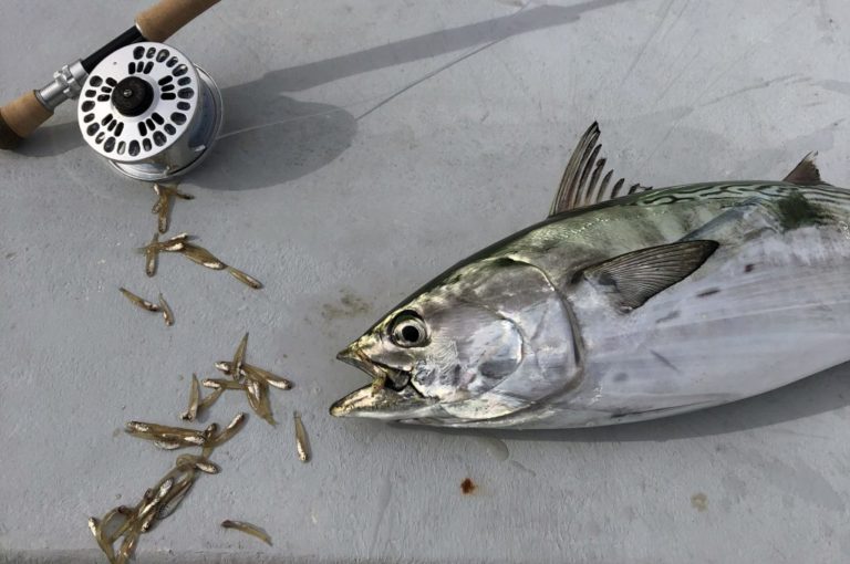 On The Line: False Albacore - Xpert Fly Fisher