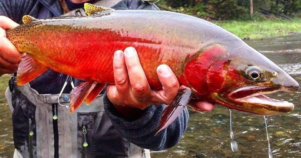 How to Catch Trout in Fall - Xpert Fly Fisher
